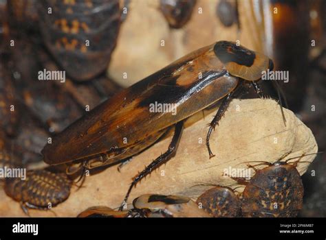 Image result for The Flying Cockroach Attack Comple