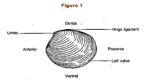 Image result for Clam Dissection