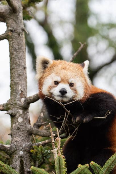 Image result for Red Panda Side View