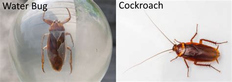 Image result for Water Bug Cockroach