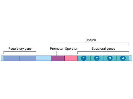 Image result for Gene Expression Promoter Operon