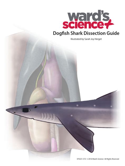 Image result for Shark Dissection