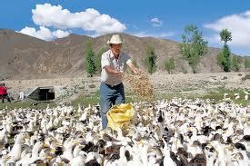 Image result for Brooding Ducks