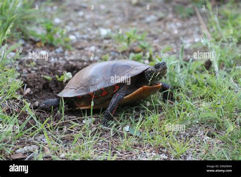 Image result for Paint Turtle