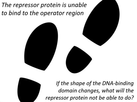 Transcription factors & the lac operon (OCR A-level Biology) | Teaching ...