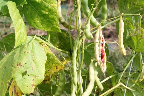 Image result for October Beans