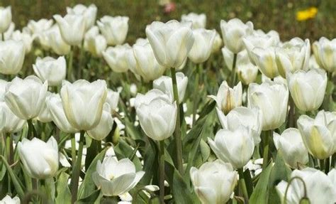 Image result for Tulip Planting Tips