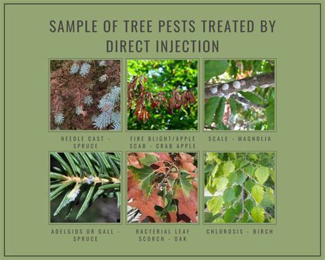 Image result for Injecting Trees with Insecticide