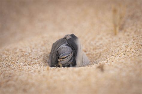 Image result for Turtle Hatching