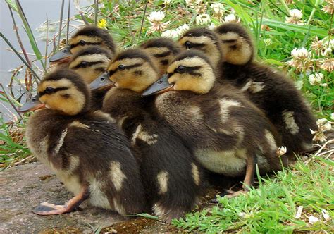 Image result for Spring Ducklings