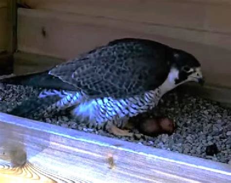 Image result for Falcon Box