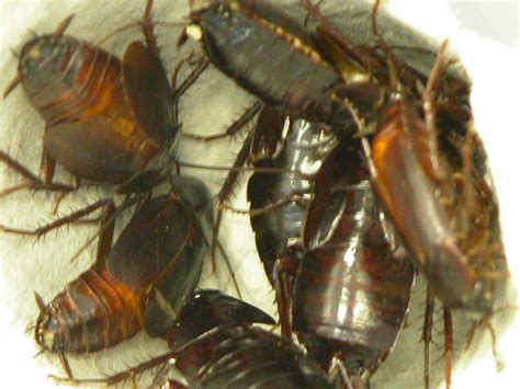 Image result for Japanese Cockroach