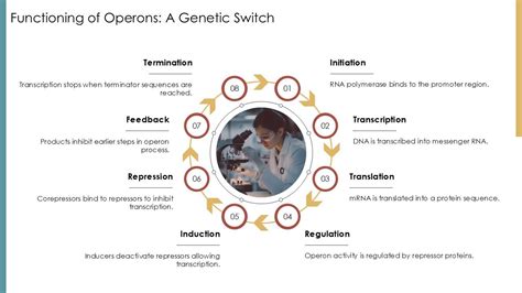 Image result for Operon PPT
