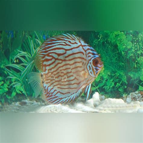 Image result for Red Turquoise Discus