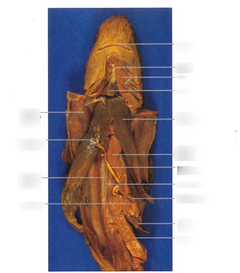 Image result for Shark Dissection