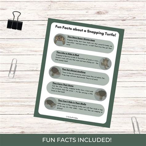 Image result for Snapping Turtle Life Cycle