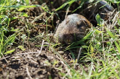 Image result for Gopher Removal Methods