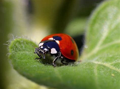 Image result for Lady Bug Insects
