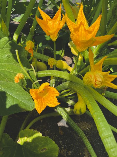 Image result for Spring Garden Planting