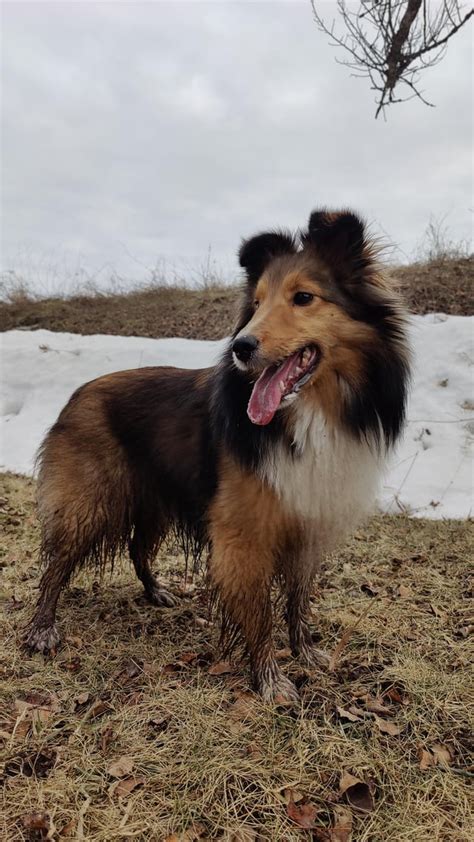 Image result for Sheltie Spring Pictures