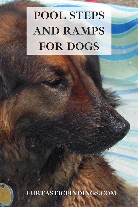 Pool Steps And Ramps For Dogs | Dog ramp, Dog pool, Pool steps