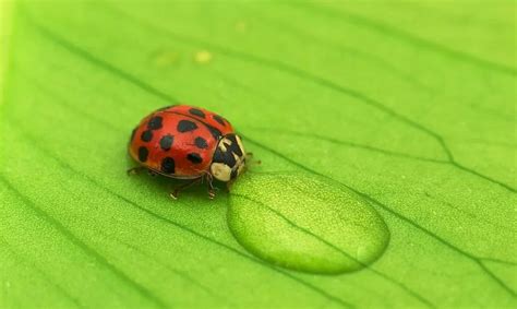 Image result for Lady Bug Bathing
