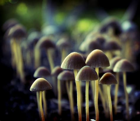 Image result for Shallow Depth of Field Photography Examples