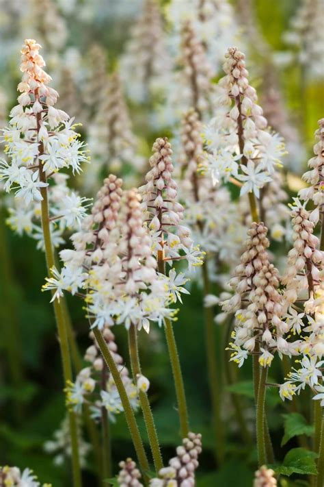 Image result for Shade Loving Perennials