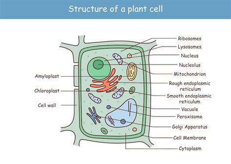 Image result for Plant Cell Structure and Function