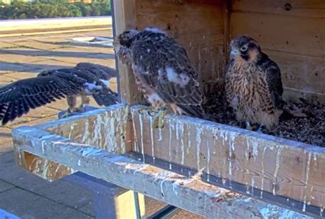 Image result for Falcon Box