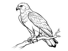 Image result for Hawk Drawing Colors
