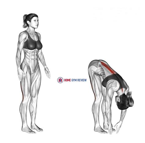 Image result for Standing Hamstring Stretch