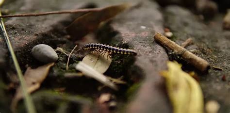 Image result for Insect Production