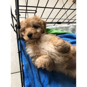 Image result for Cockapoo Breeders