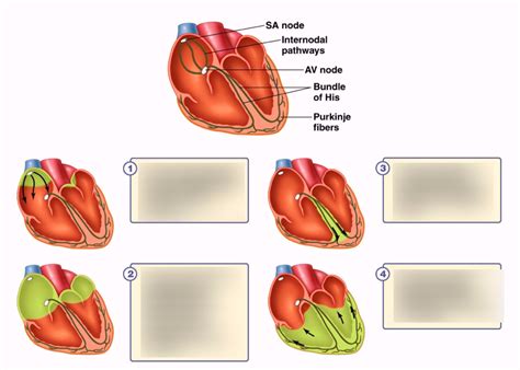 Image result for Cardiac Internodal Pathways