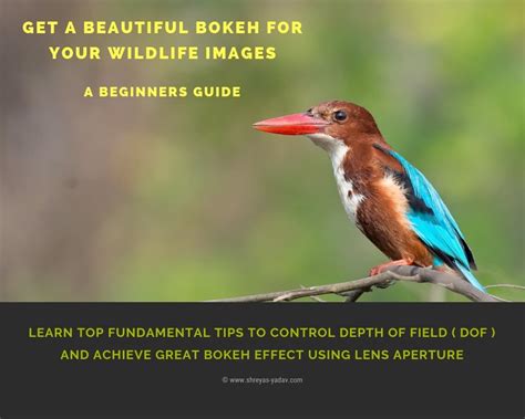 Image result for Depth of Field Photography Examples