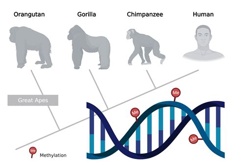 Image result for Evolution Epigenetics