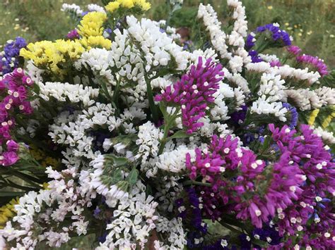 Image result for Status Flower