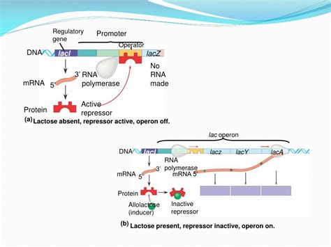 PPT - Gene Expression Regulation: The lac Operon PowerPoint ...