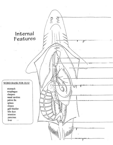 Image result for Shark Dissection