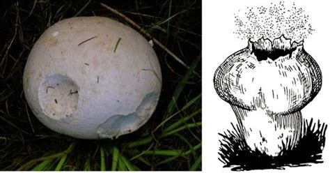 Image result for Fungus Reproduction