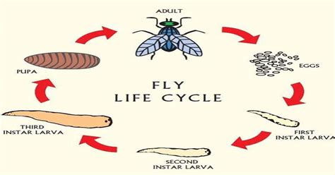Image result for Fly Life Cycle
