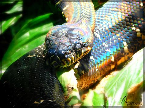 Boelen's Python by Artiztical on DeviantArt