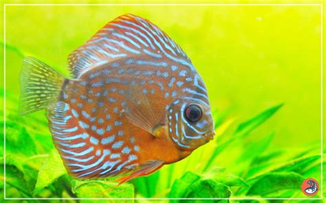 Image result for Live Discus Fish
