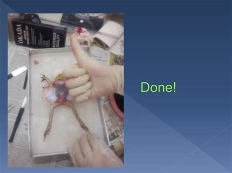 Image result for Tree Frog Dissection