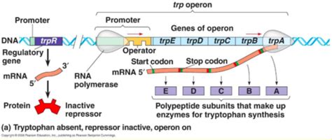 Image result for Operon On DNA