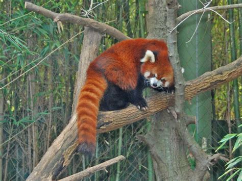 Image result for Red Panda Call