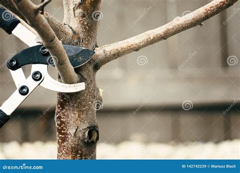 Image result for Pruning Tree Branches Spring
