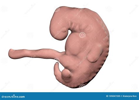 Image result for 4 Week Embryo