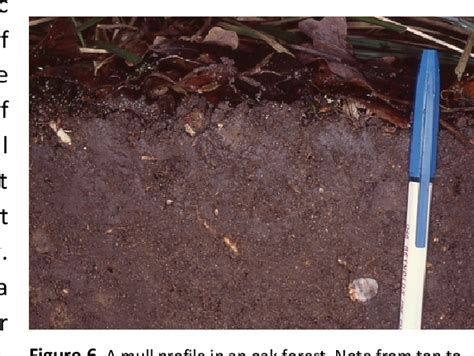 Image result for Humus Soil Layer